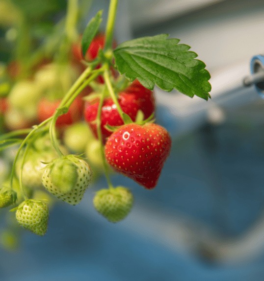 Understanding the Food Recovery Hierarchy